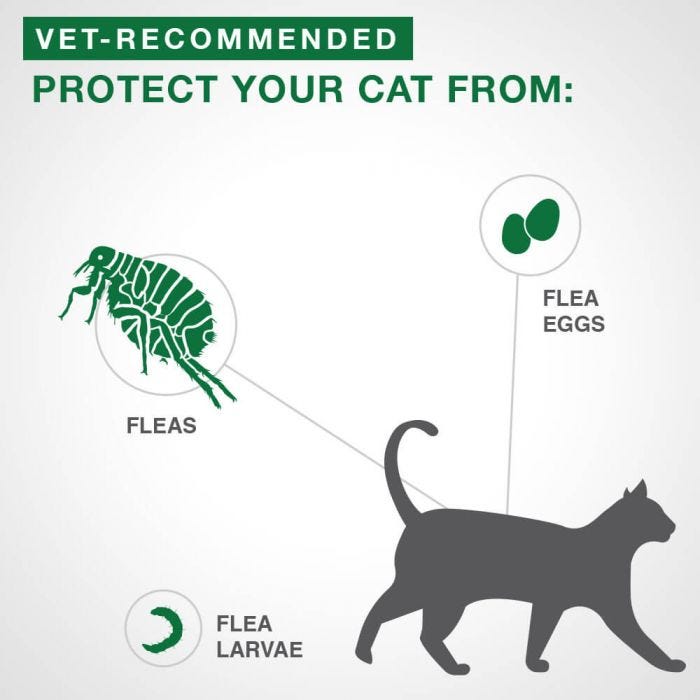 Pet Food Stores Toronto | Online Pet Store | ARMOR THE POOCH